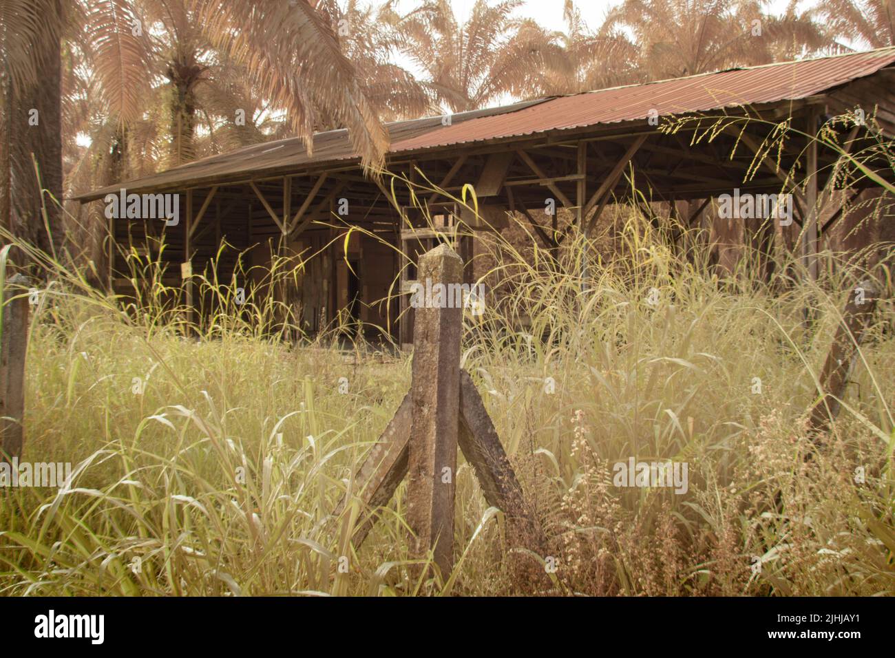 infrared image scene of an neglected house in the plantation Stock ...