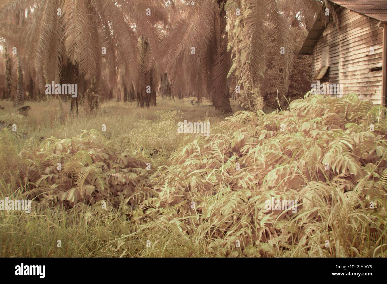 infrared image scene of an neglected house in the plantation Stock ...