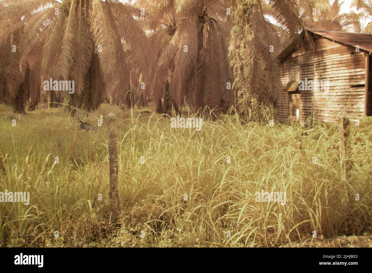 infrared image scene of an neglected house in the plantation Stock ...