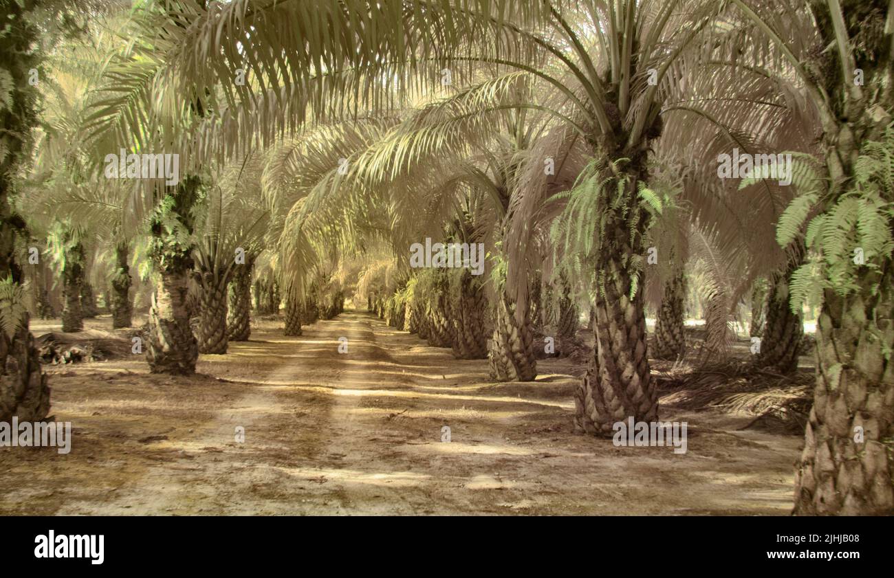 infrared image scene of wild foliage around oil palm plantation Stock ...