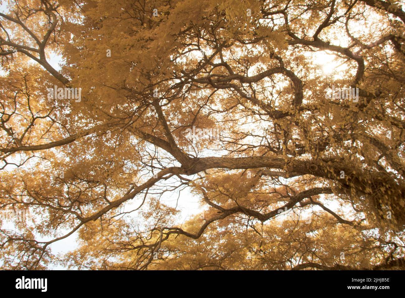 infrared image of foliage above the tree Stock Photo - Alamy