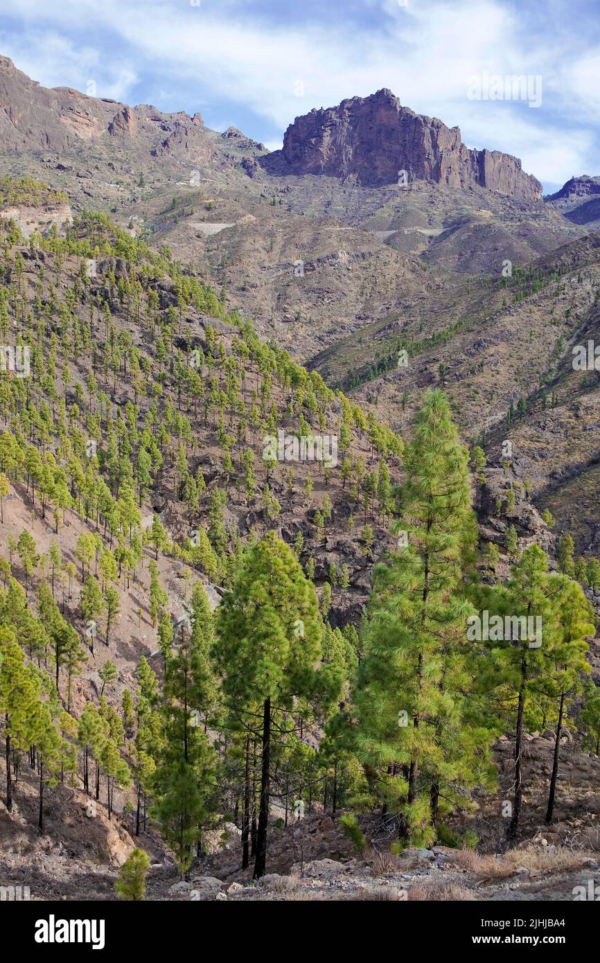 Mountain landscapes at the road GC-605, inland of Grand Canary, Canary ...