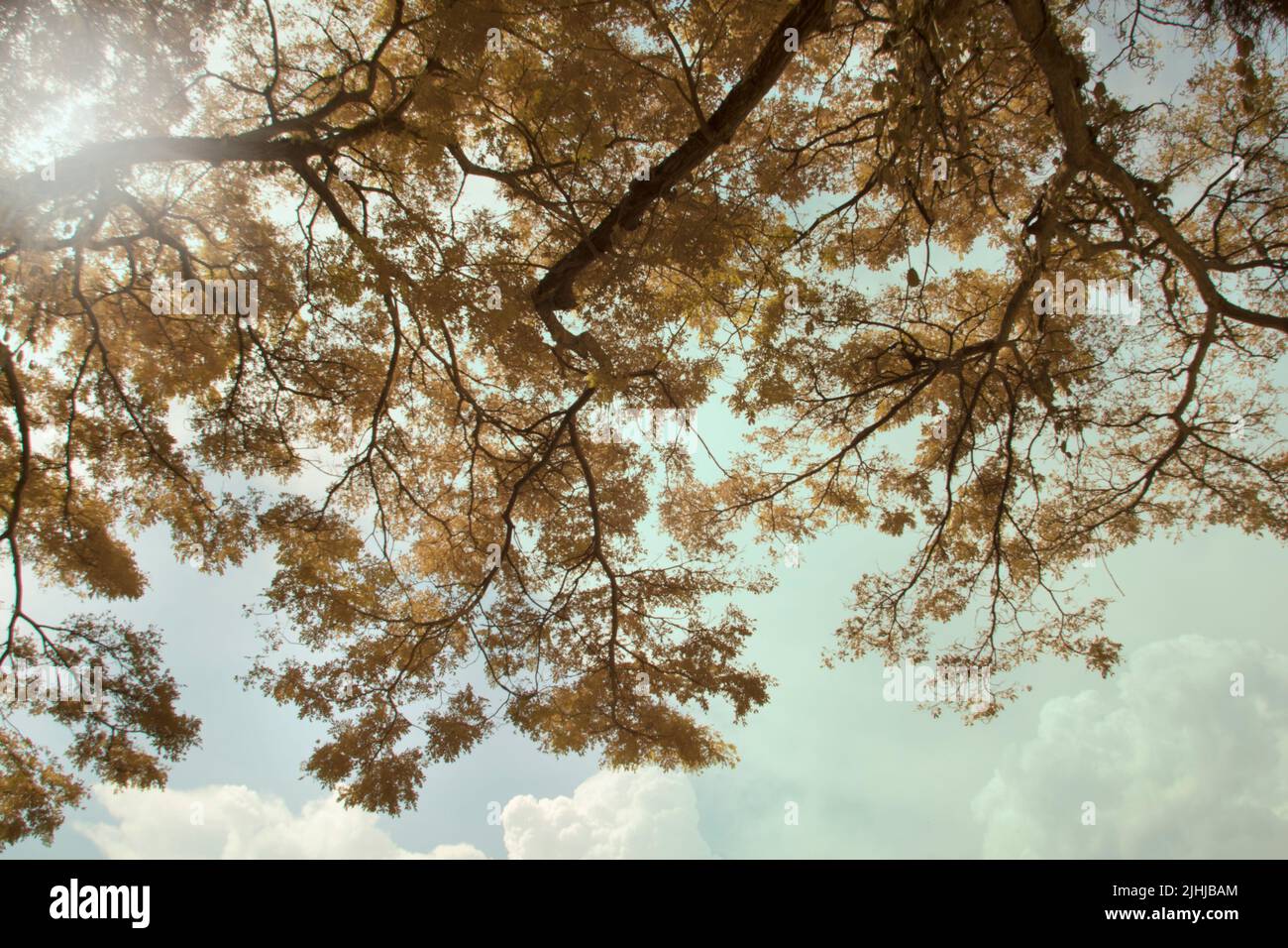 infrared image of foliage above the tree Stock Photo - Alamy