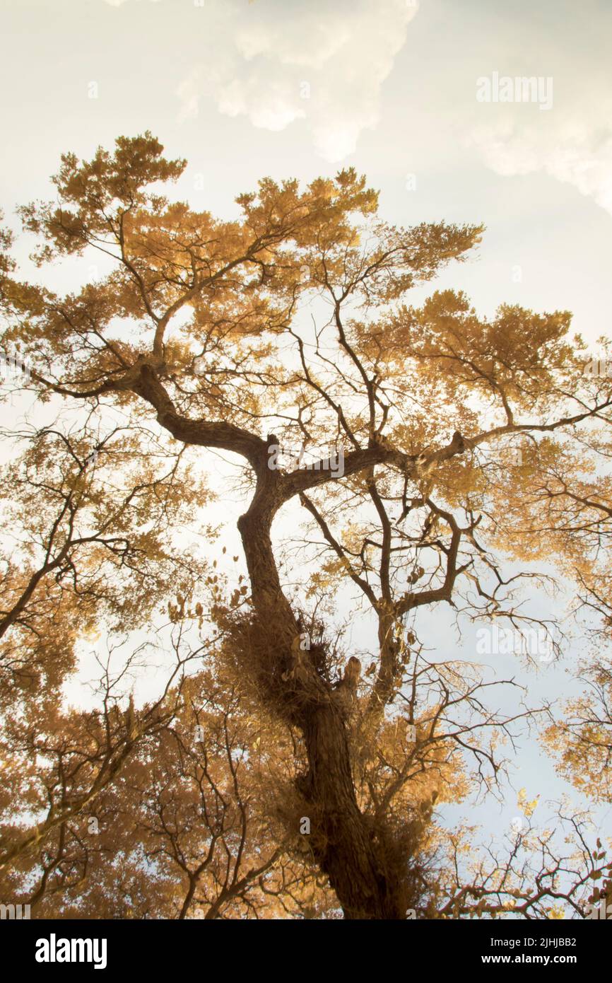 infrared image of foliage above the tree Stock Photo - Alamy