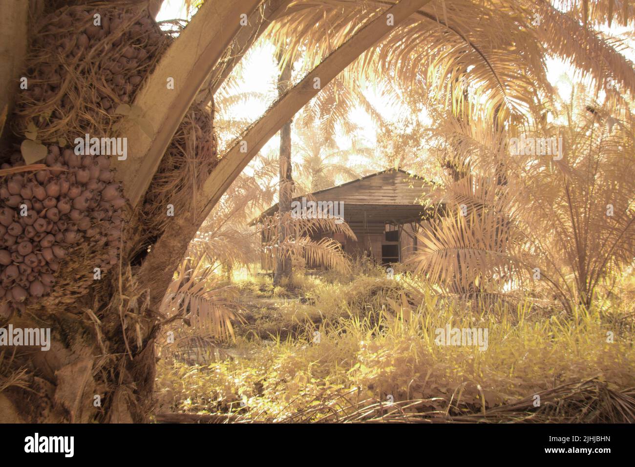 infrared image scene of an neglected house in the plantation Stock ...