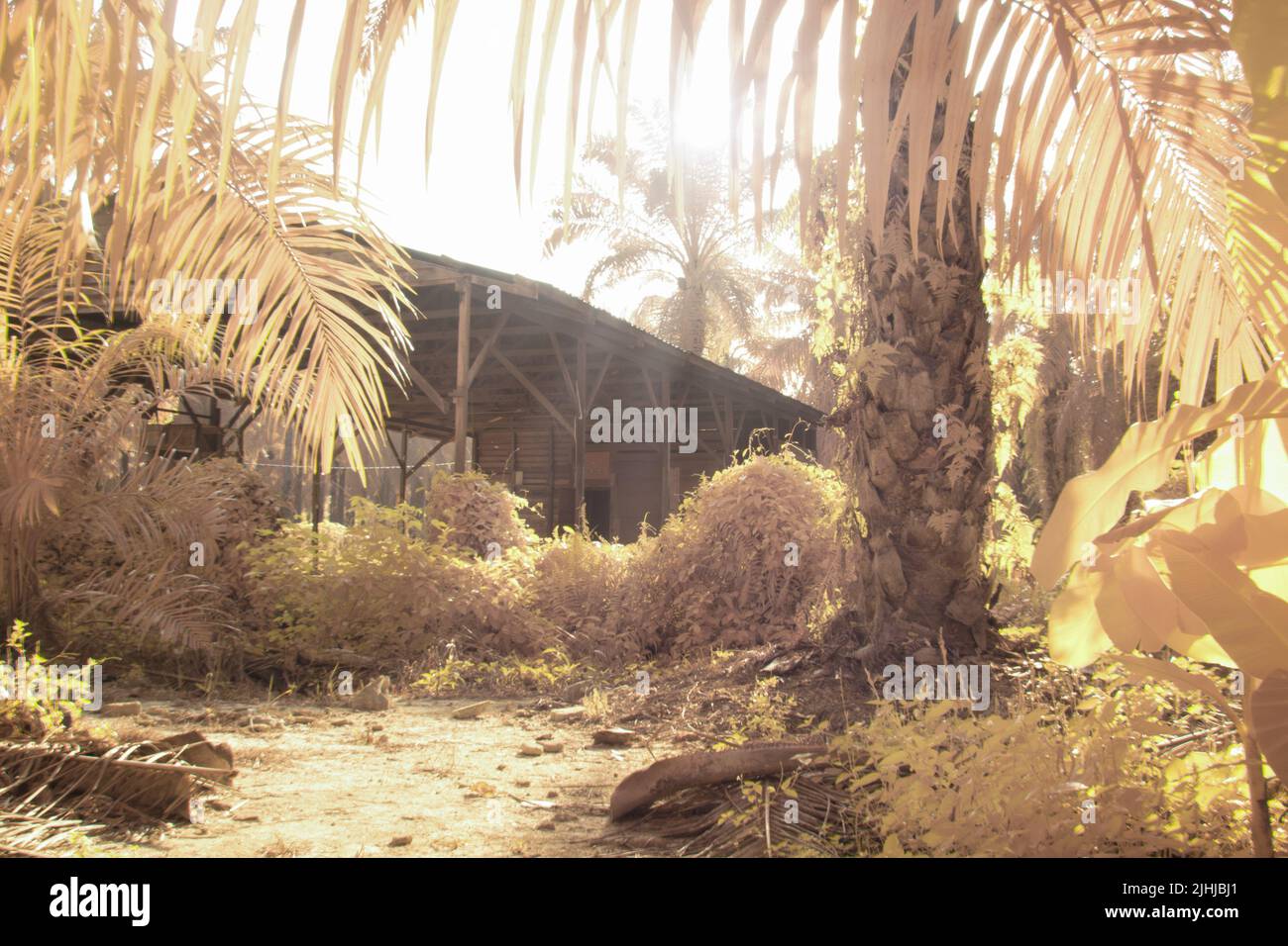 infrared image scene of an neglected house in the plantation Stock ...