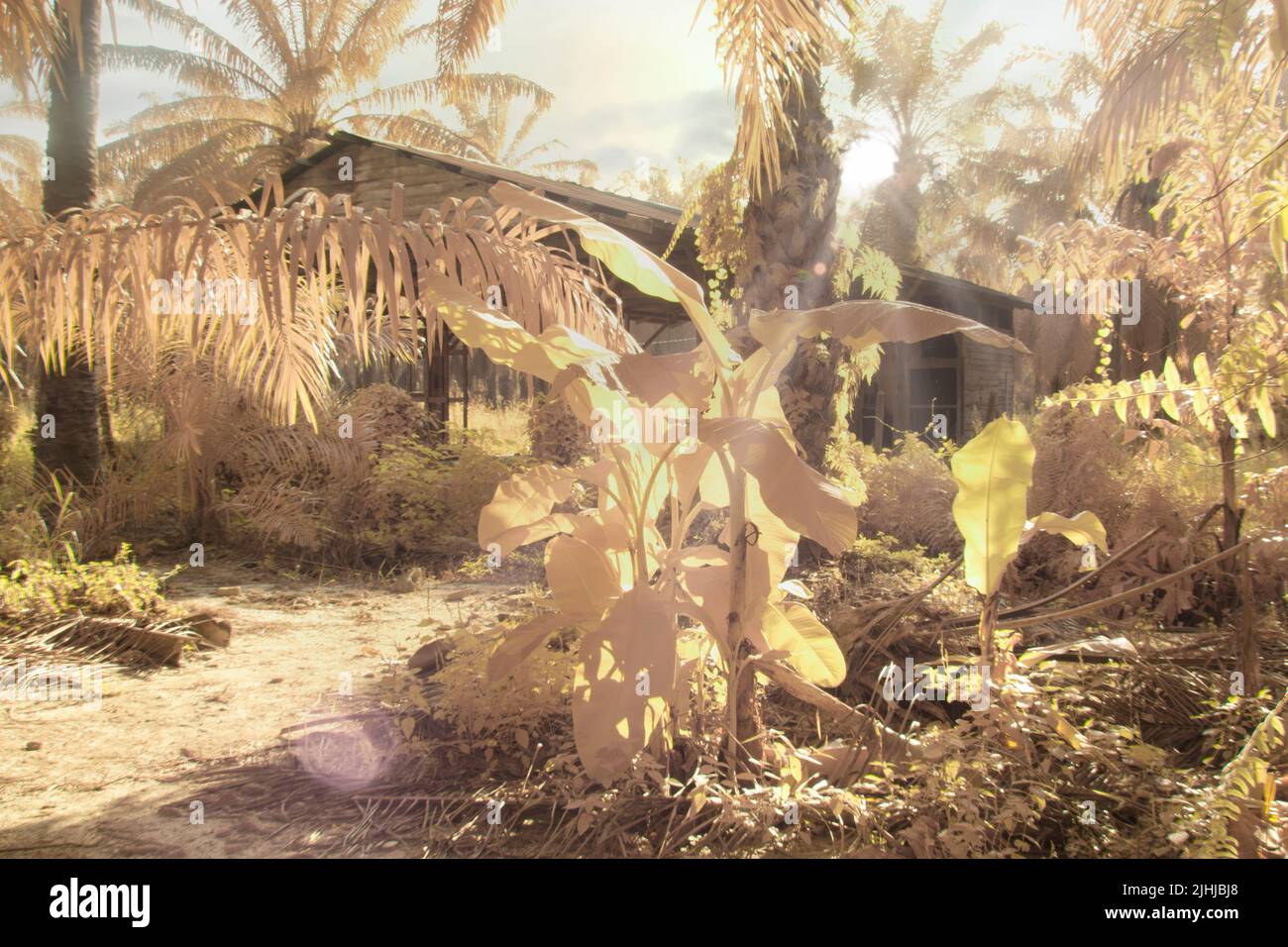 infrared image scene of an neglected house in the plantation Stock ...