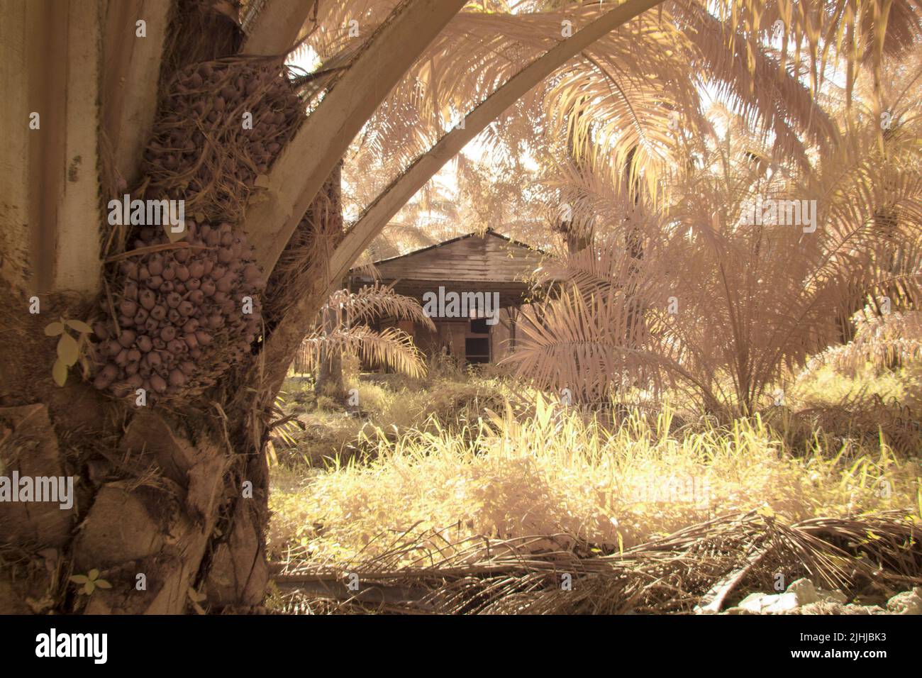 infrared image scene of an neglected house in the plantation Stock ...