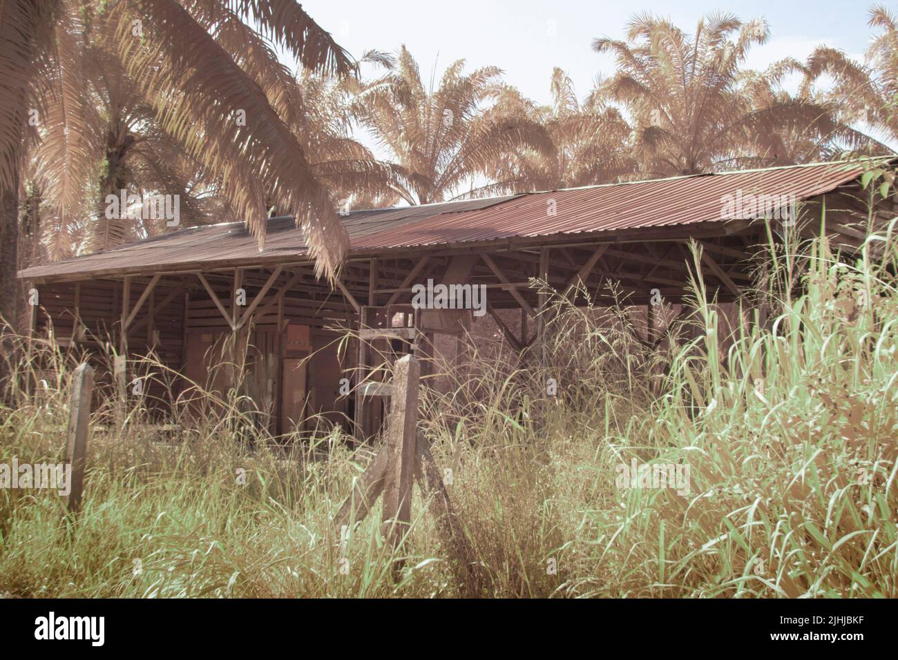 infrared image scene of an neglected house in the plantation Stock ...