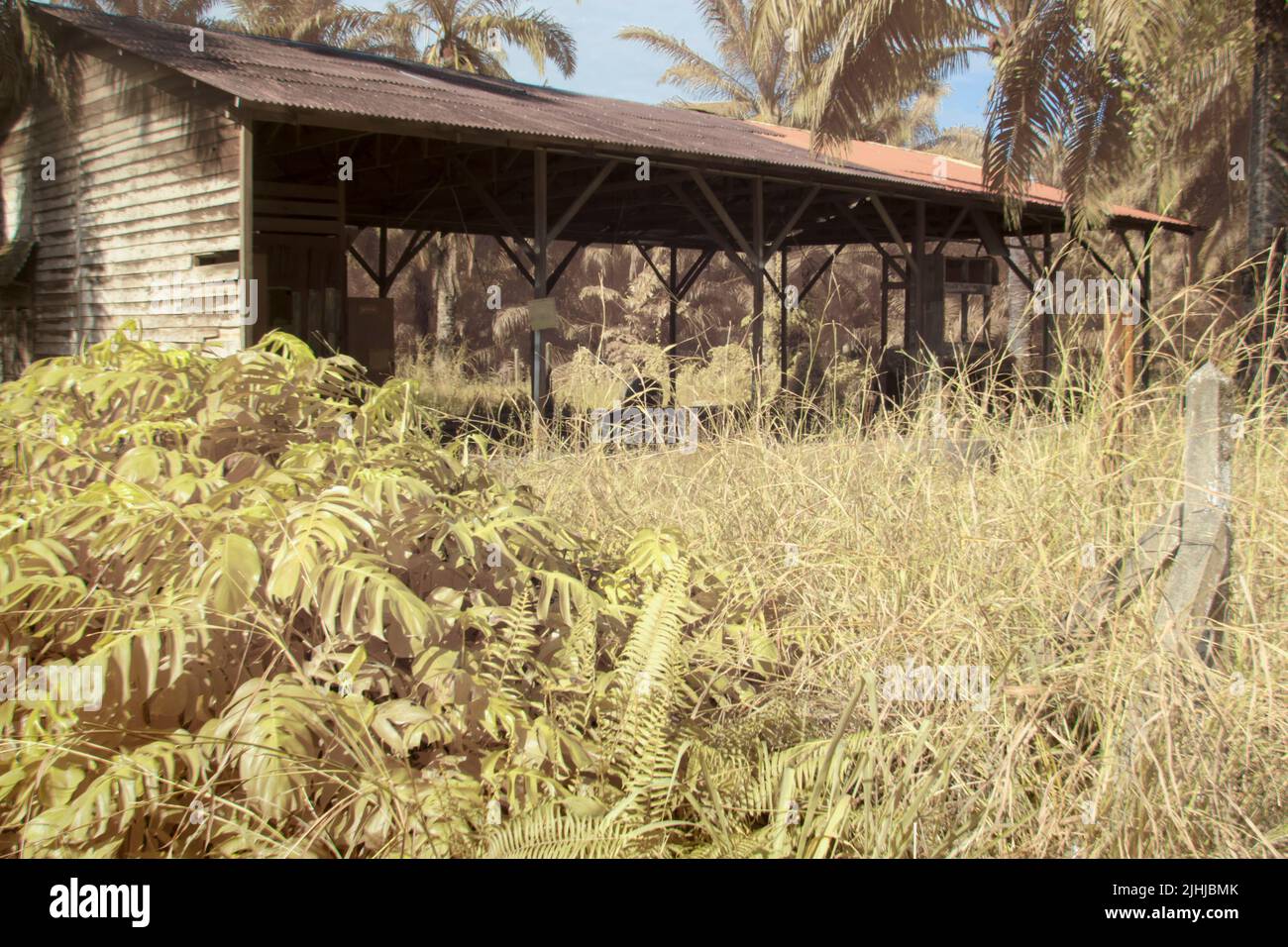 infrared image scene of an neglected house in the plantation Stock ...