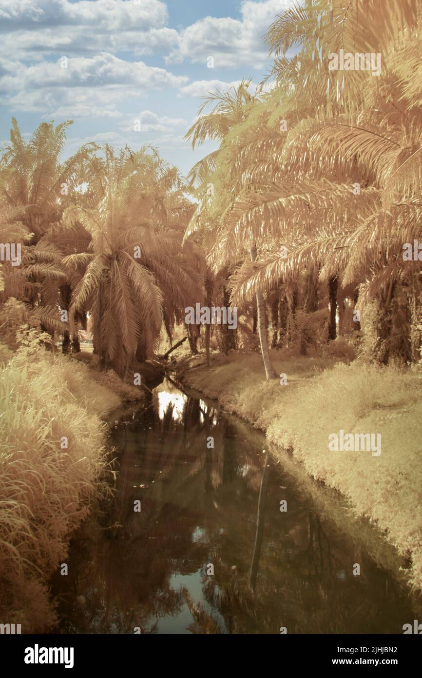 infrared image scene of foliage around the plantation lake Stock Photo ...