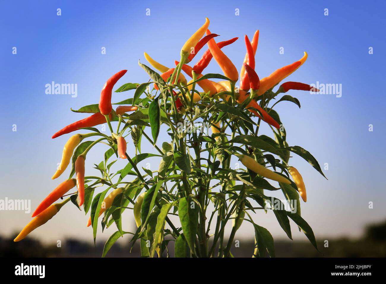Healthy chilli plant hi-res stock photography and images - Alamy