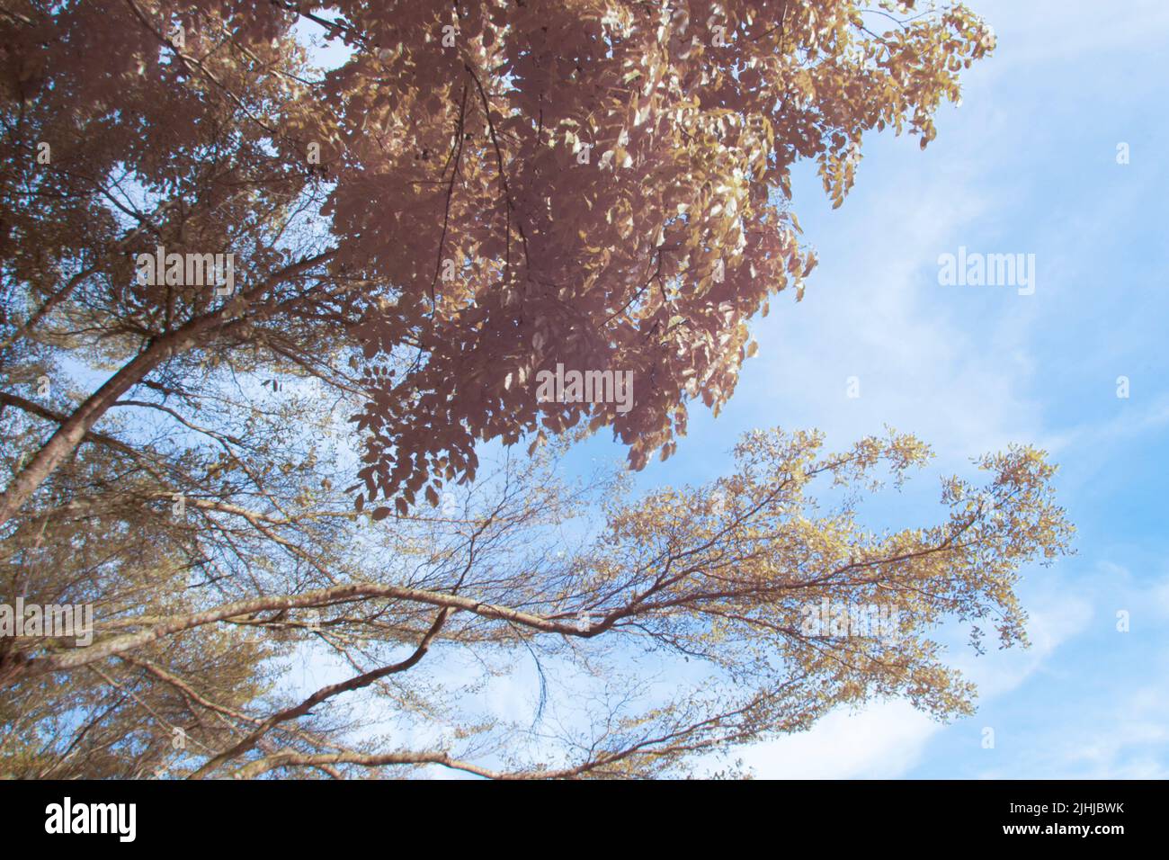 infrared image of foliage above the tree Stock Photo - Alamy