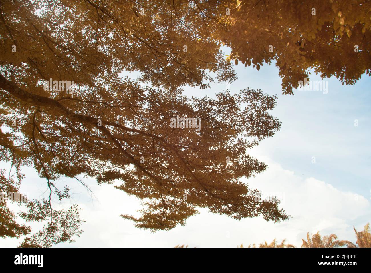 infrared image of foliage above the tree Stock Photo - Alamy