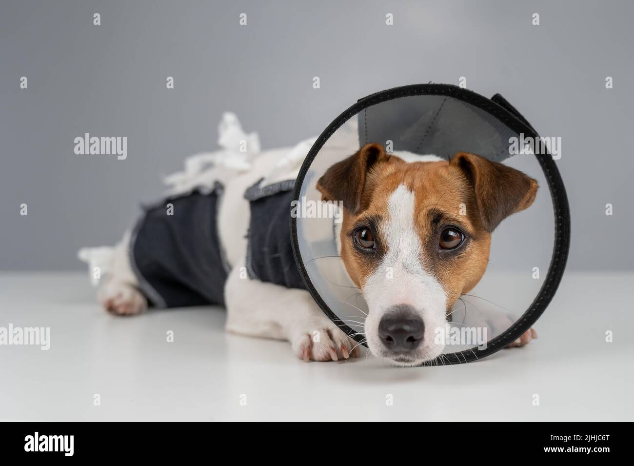 Sad dog jack russell terrier in a blanket and a cone collar after ...