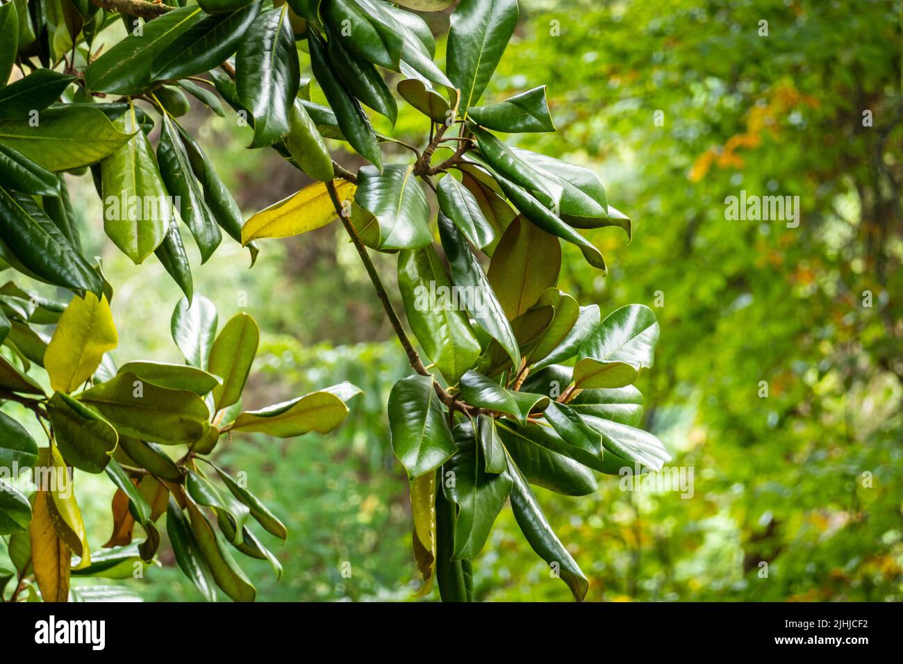 Branches of southern magnolia tree with green leaves growing in garden ...