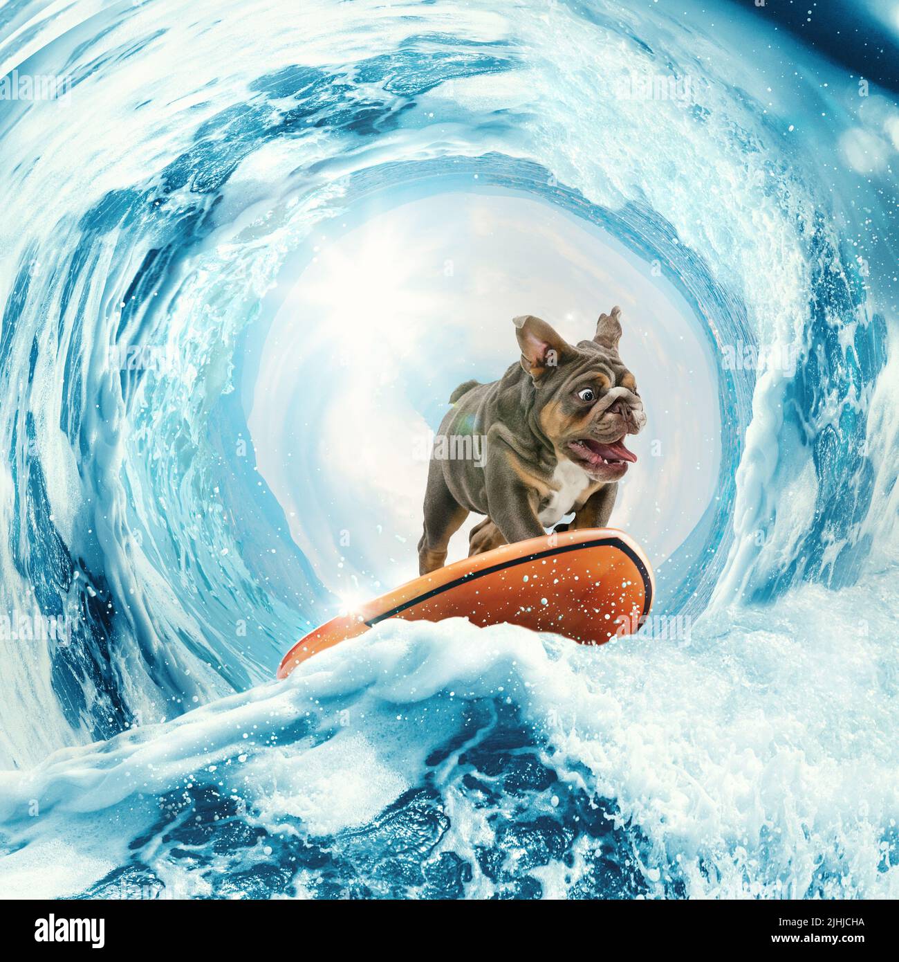 Collage with cute funny bulldog dog surfing on huge wave in ocean or ...