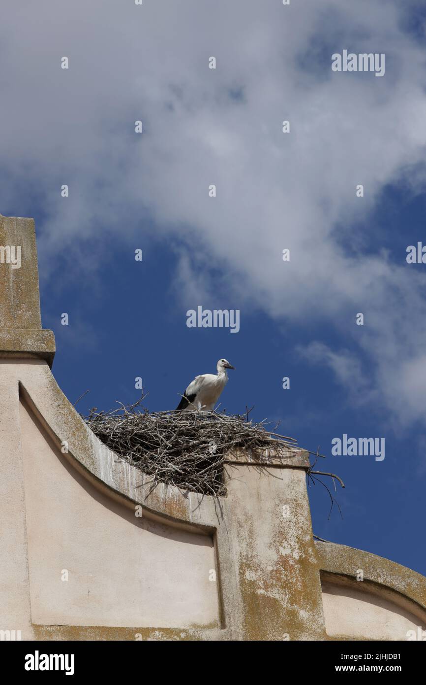 First stork arrival hi-res stock photography and images - Alamy