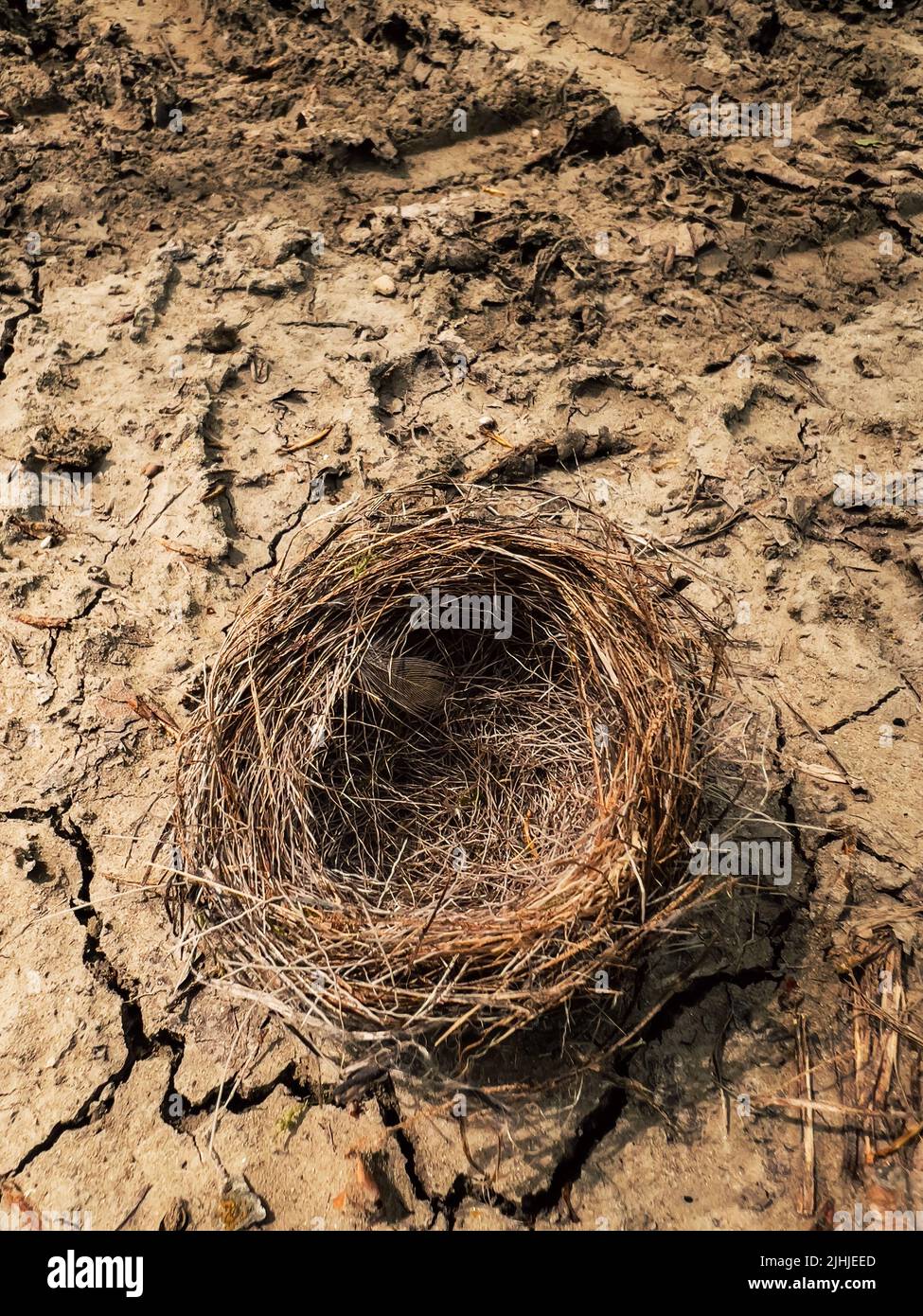 Empty birds nest hi-res stock photography and images - Alamy