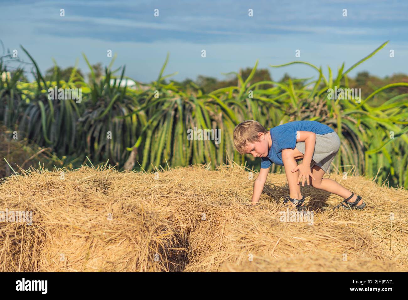 Boy blue t-shirt smile play climbs on down haystack bales of dry hay ...