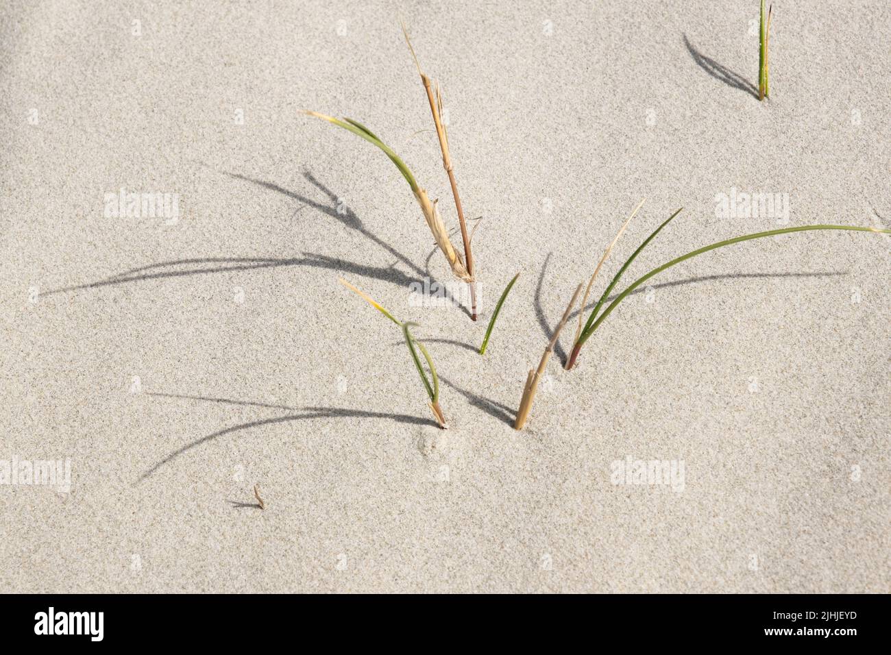 Beach grass at the North sea coast Stock Photo - Alamy