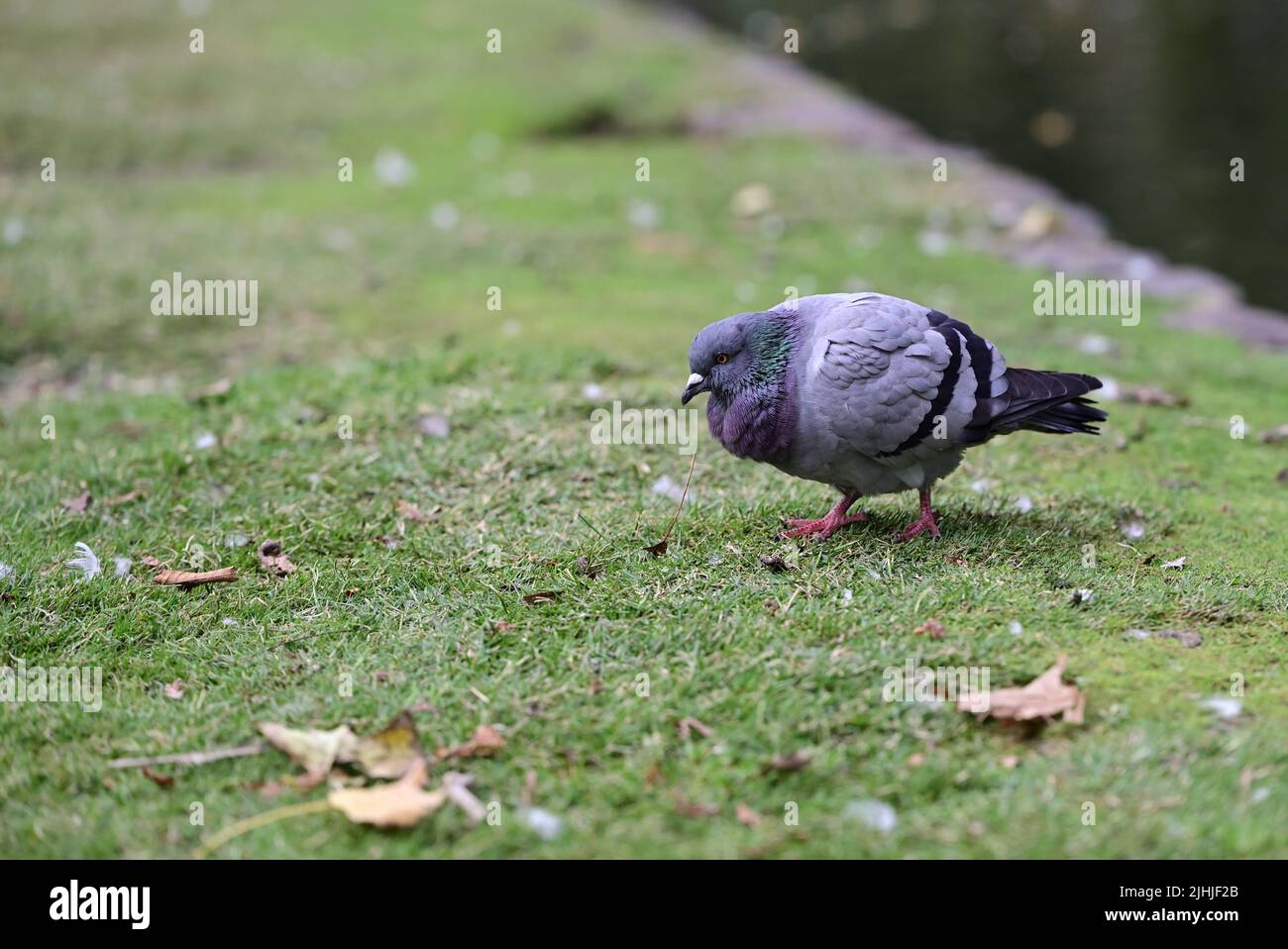 Plump common pigeon, or rock dove, hunched over as it walks across a ...