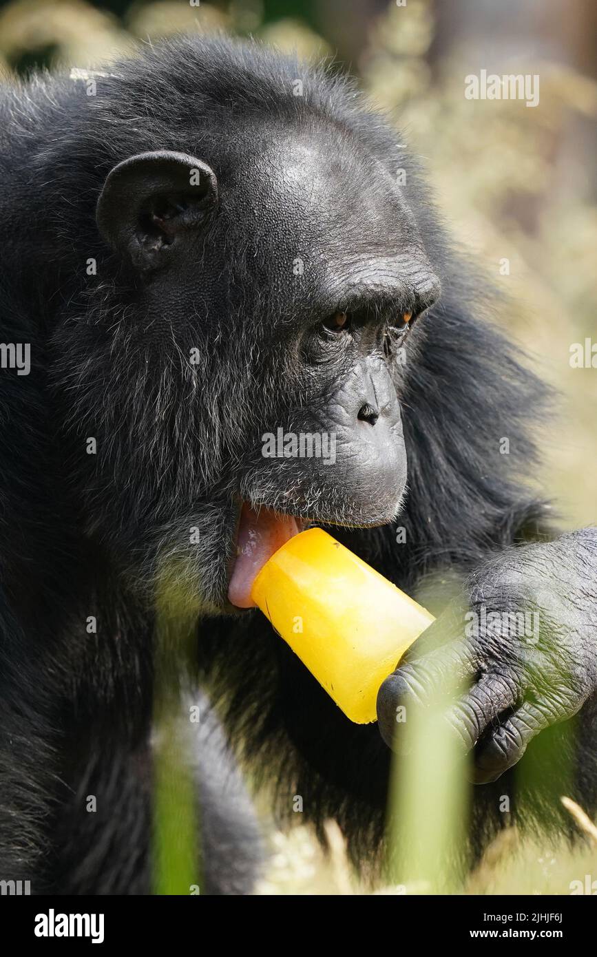 Chippy the chimpanzee enjoying an ice treat at Blair Drummond Safari ...
