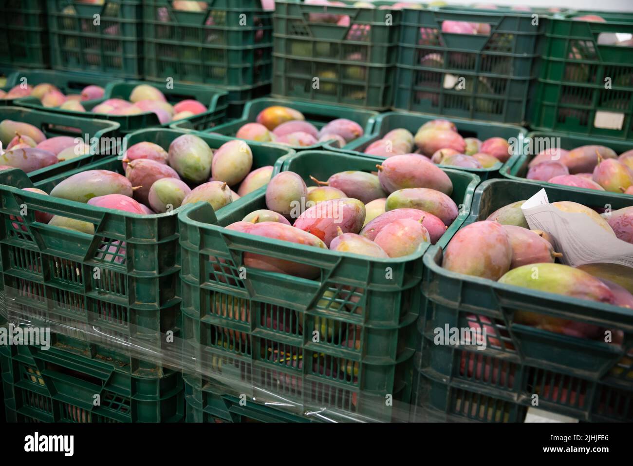 Fresh tropical fruit mango in crates after packaging in warehouse Stock ...