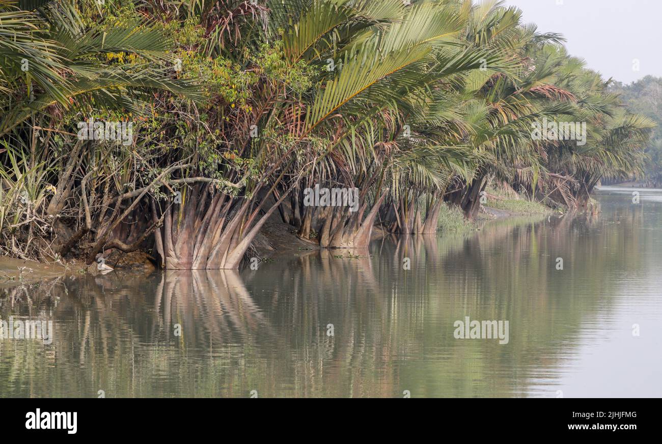 Typical nipa palm (Nipa fruticans).this photo was taken from Sundarbans ...