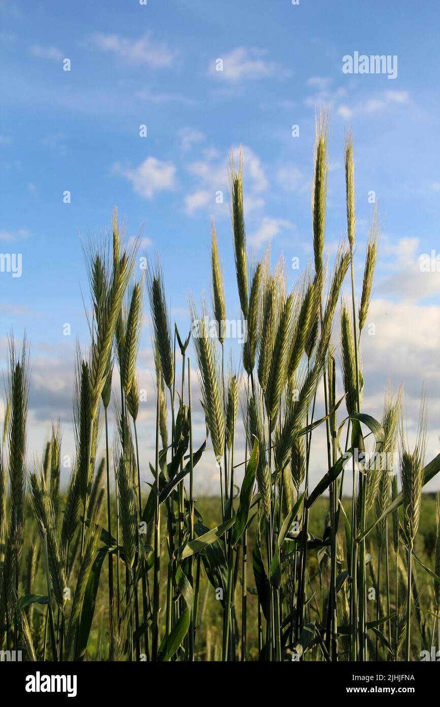 Green ears of rye under blue sky stock photo Stock Photo - Alamy