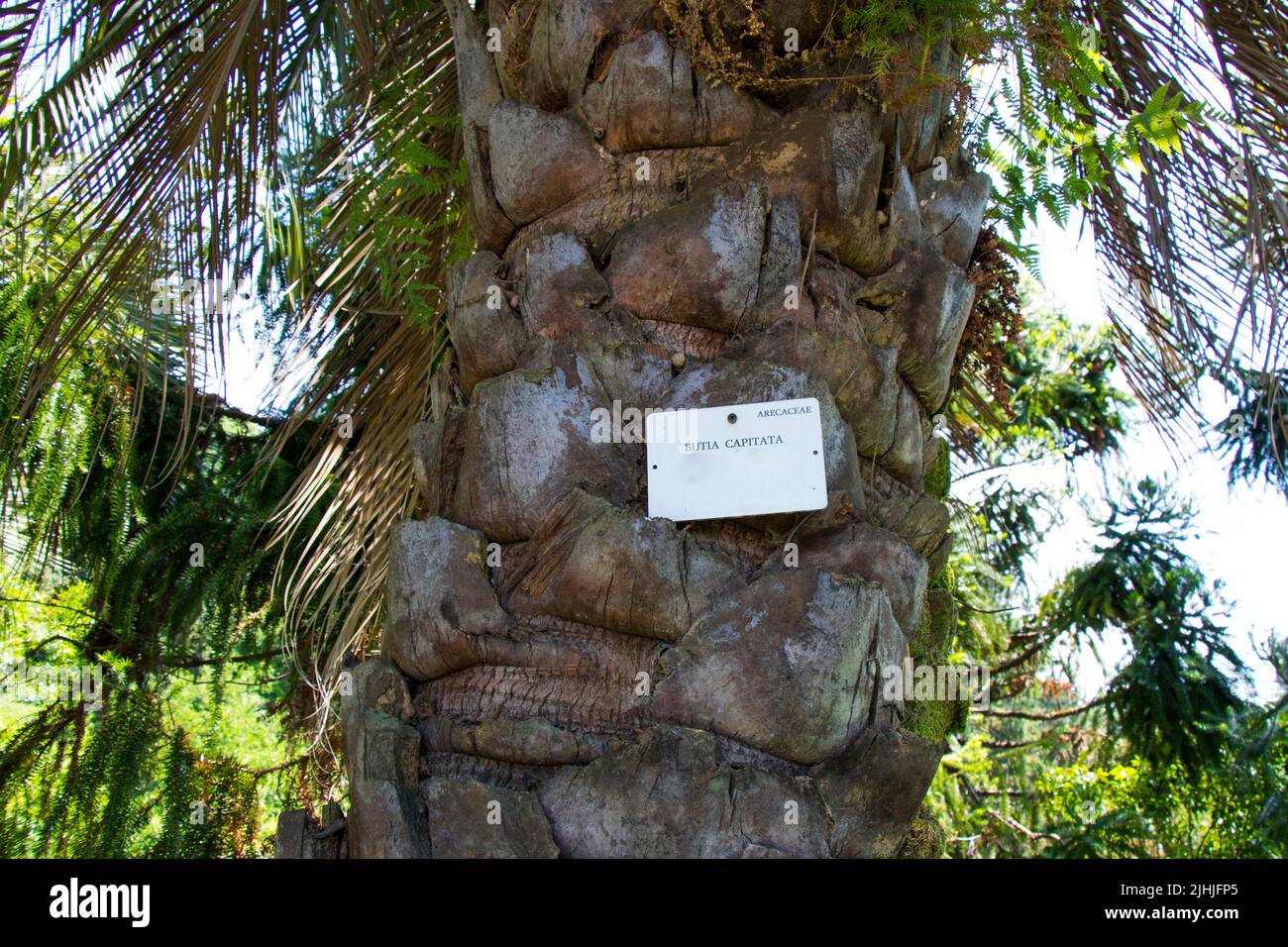 Butia Capitata palm tree in botanic garden, Batumi Stock Photo - Alamy