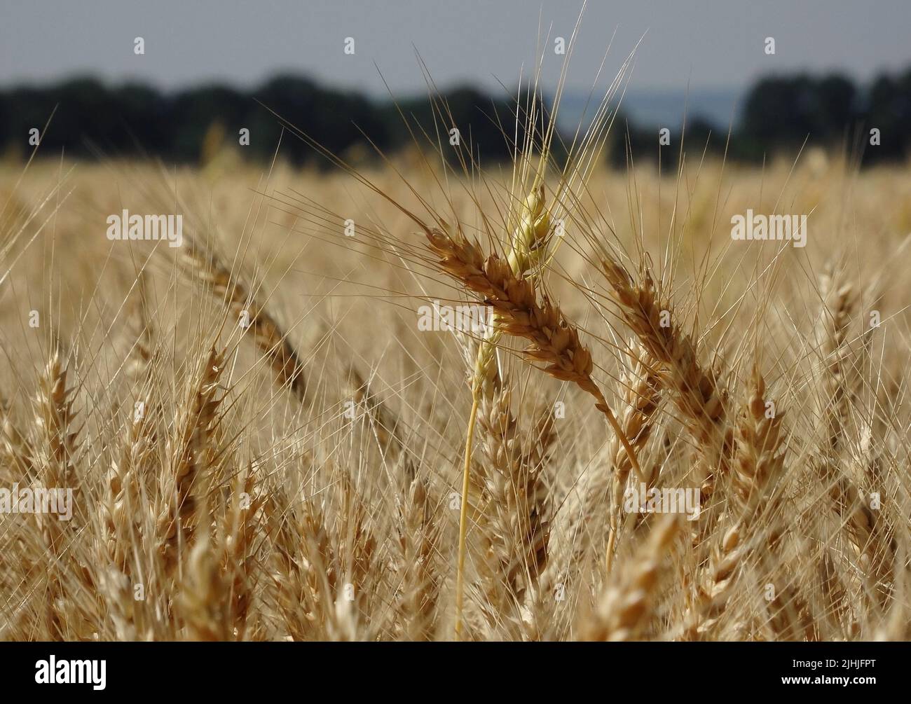 Hard ripe corns in the ears of wheat at the field Stock Photo - Alamy
