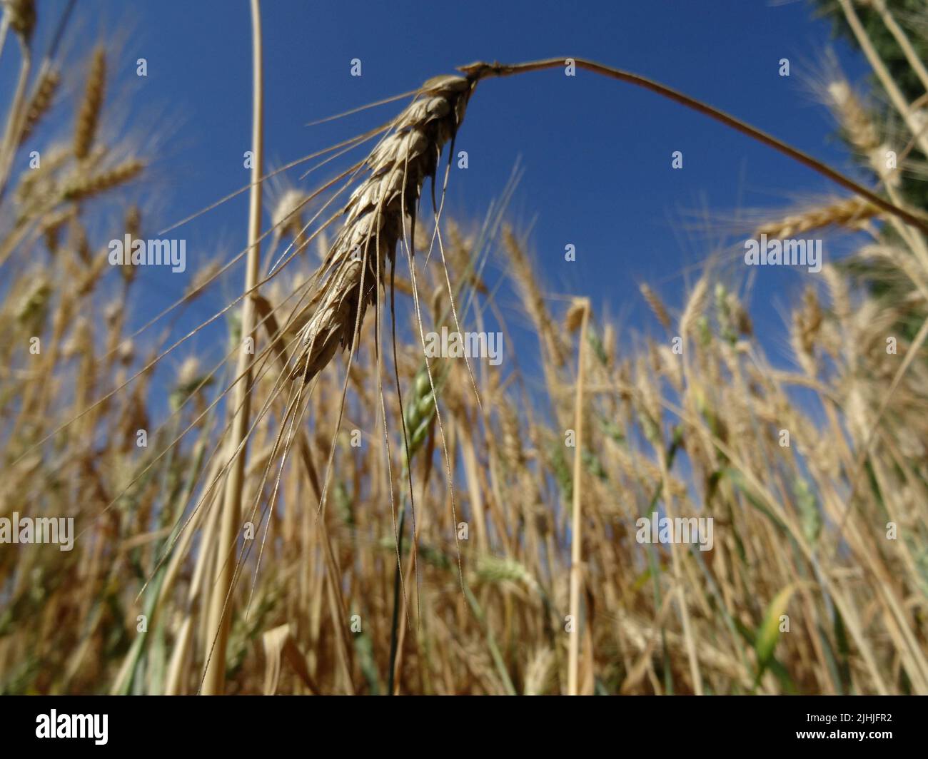 Hard corns bent the ear of wheat detailed stock photo Stock Photo - Alamy