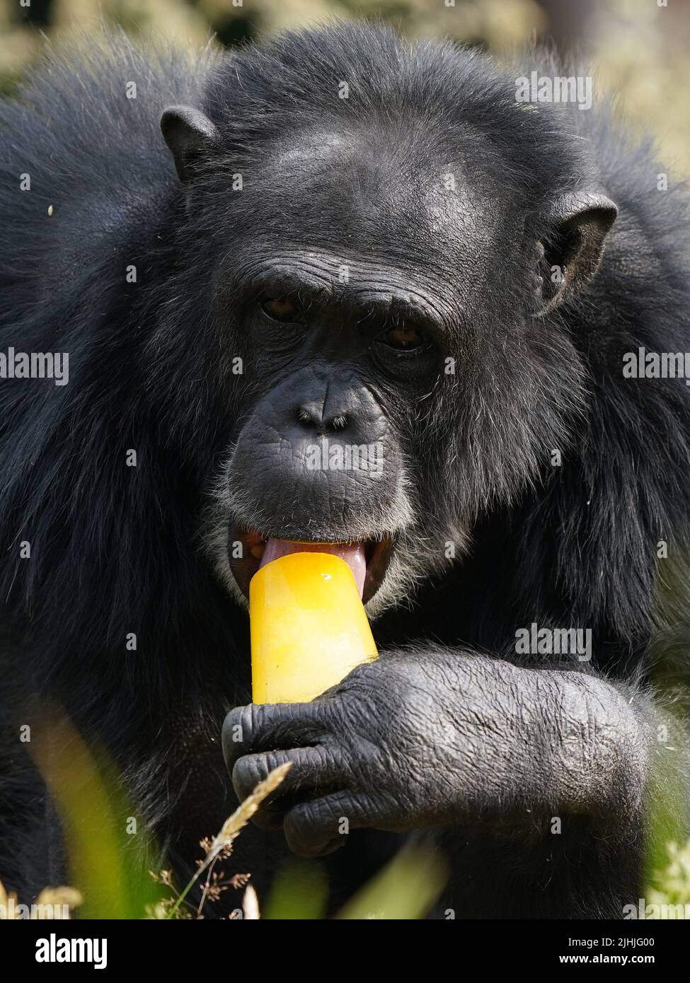 Chippy the chimpanzee enjoying an ice treat at Blair Drummond Safari ...