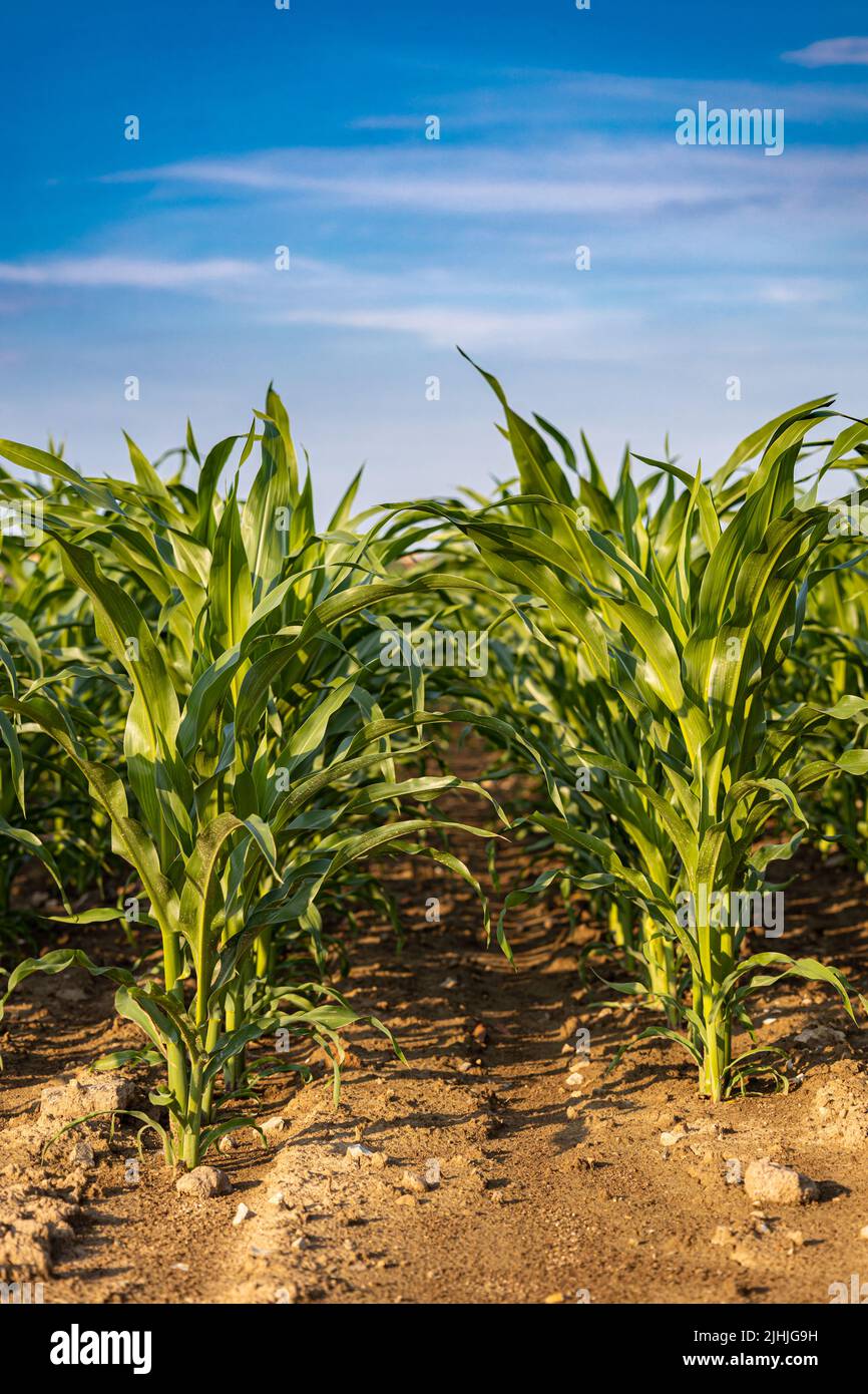 Planting corn seedlings hi-res stock photography and images - Alamy