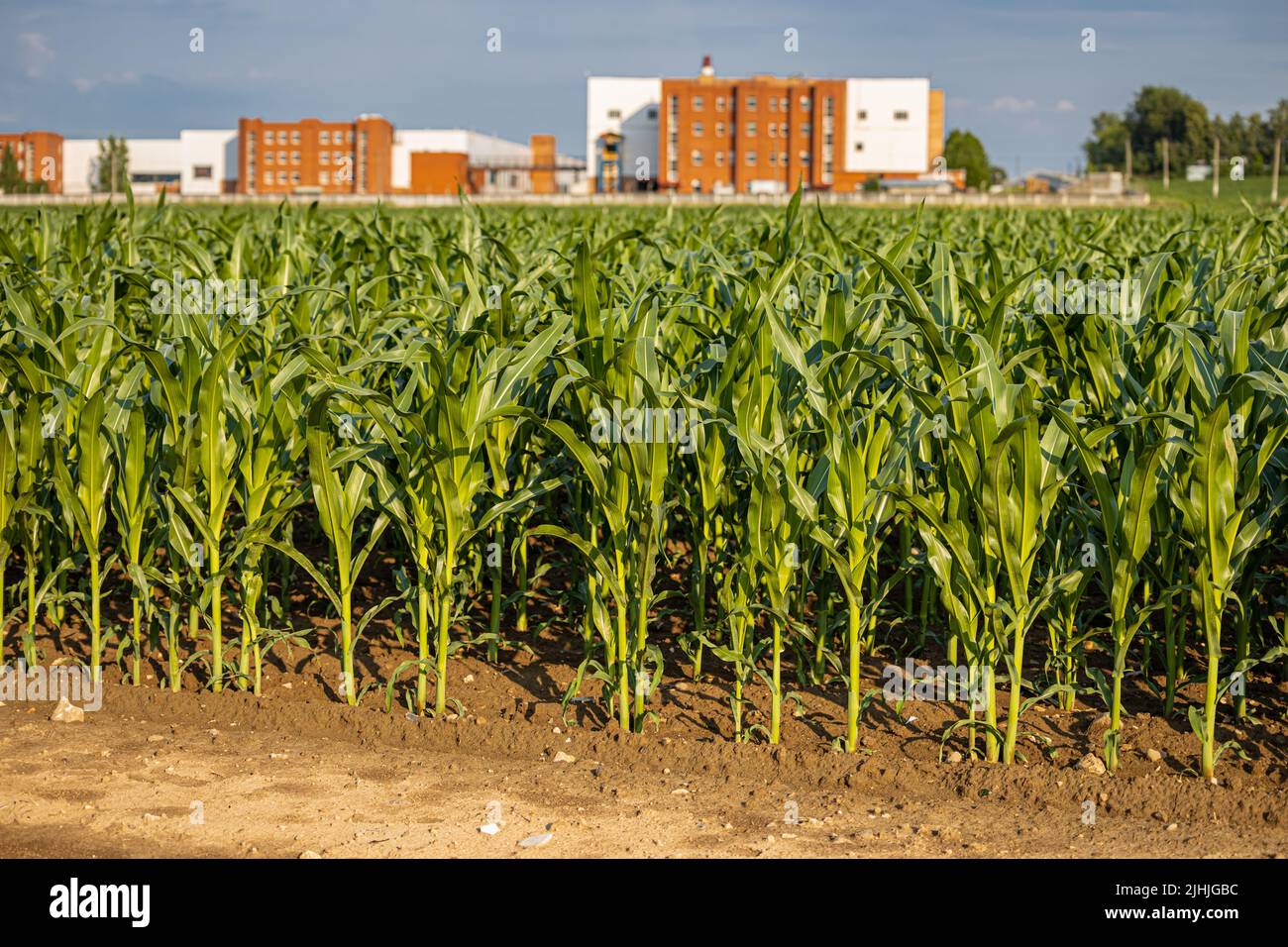 Livestock complex hi-res stock photography and images - Alamy