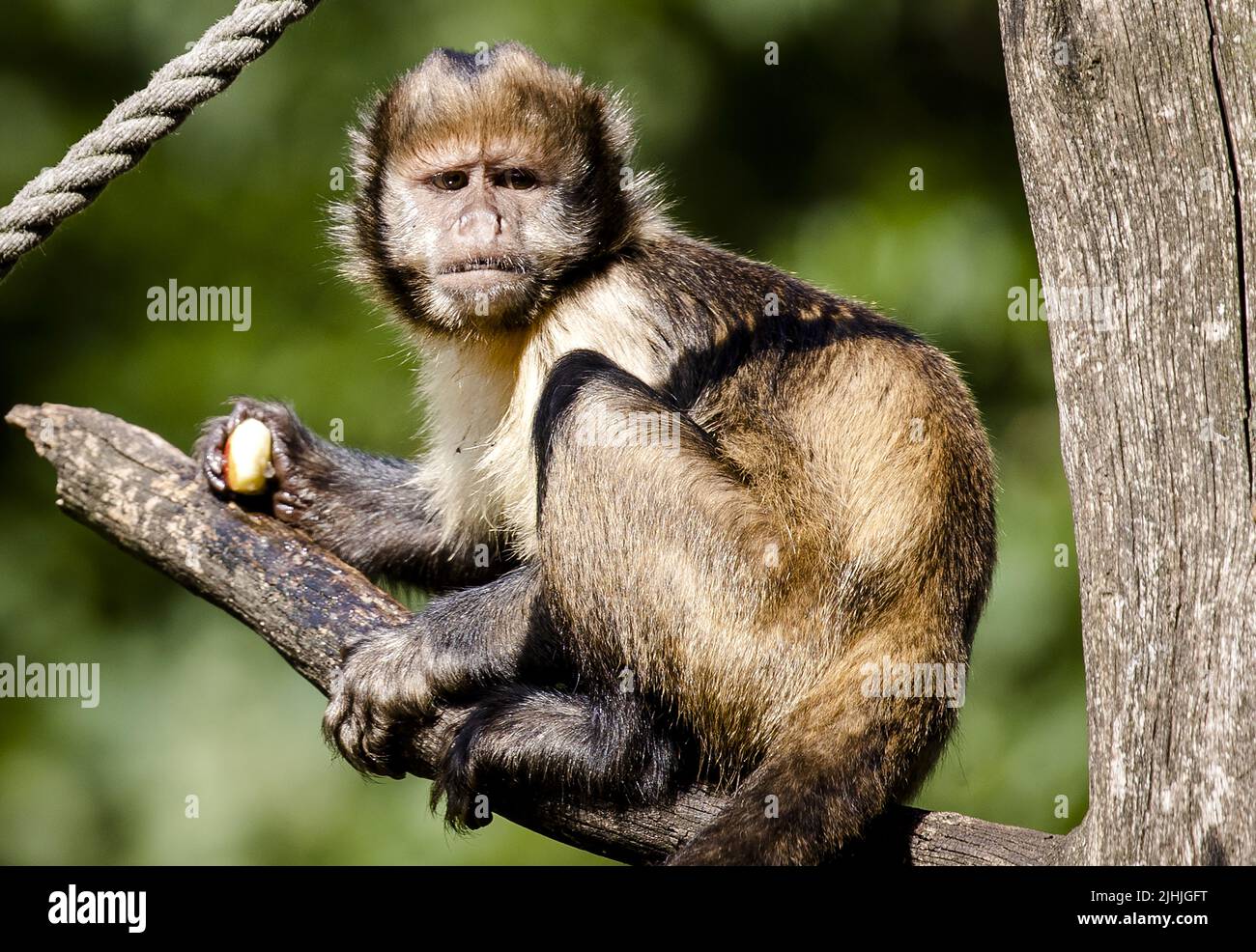 2022-07-19 10:30:41 AMERSFOORT - A yellow-breasted capuchin monkey in ...