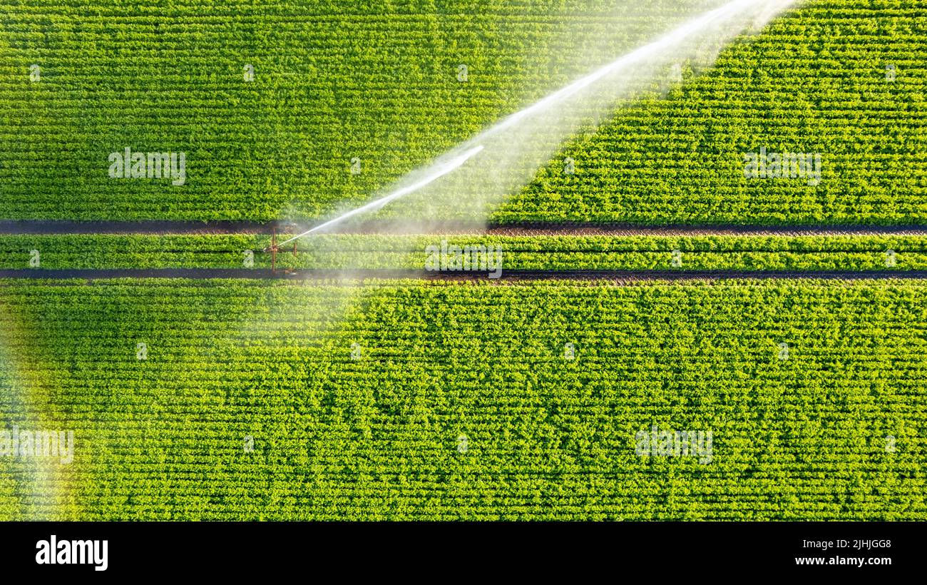 Aerial view by a drone of a farm field being irrigated by a gigantic ...