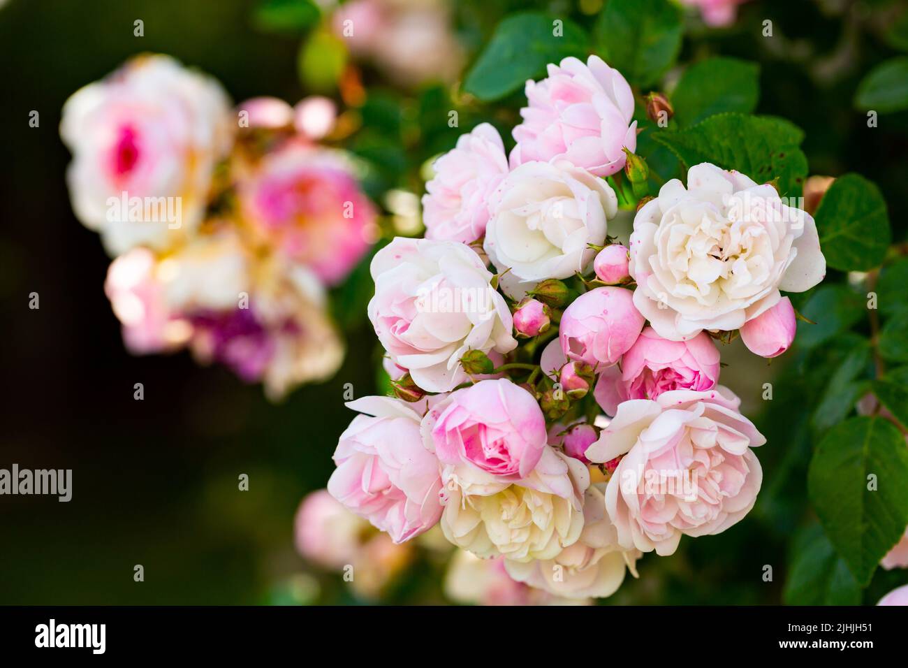 Lush pink roses bush hi-res stock photography and images - Alamy