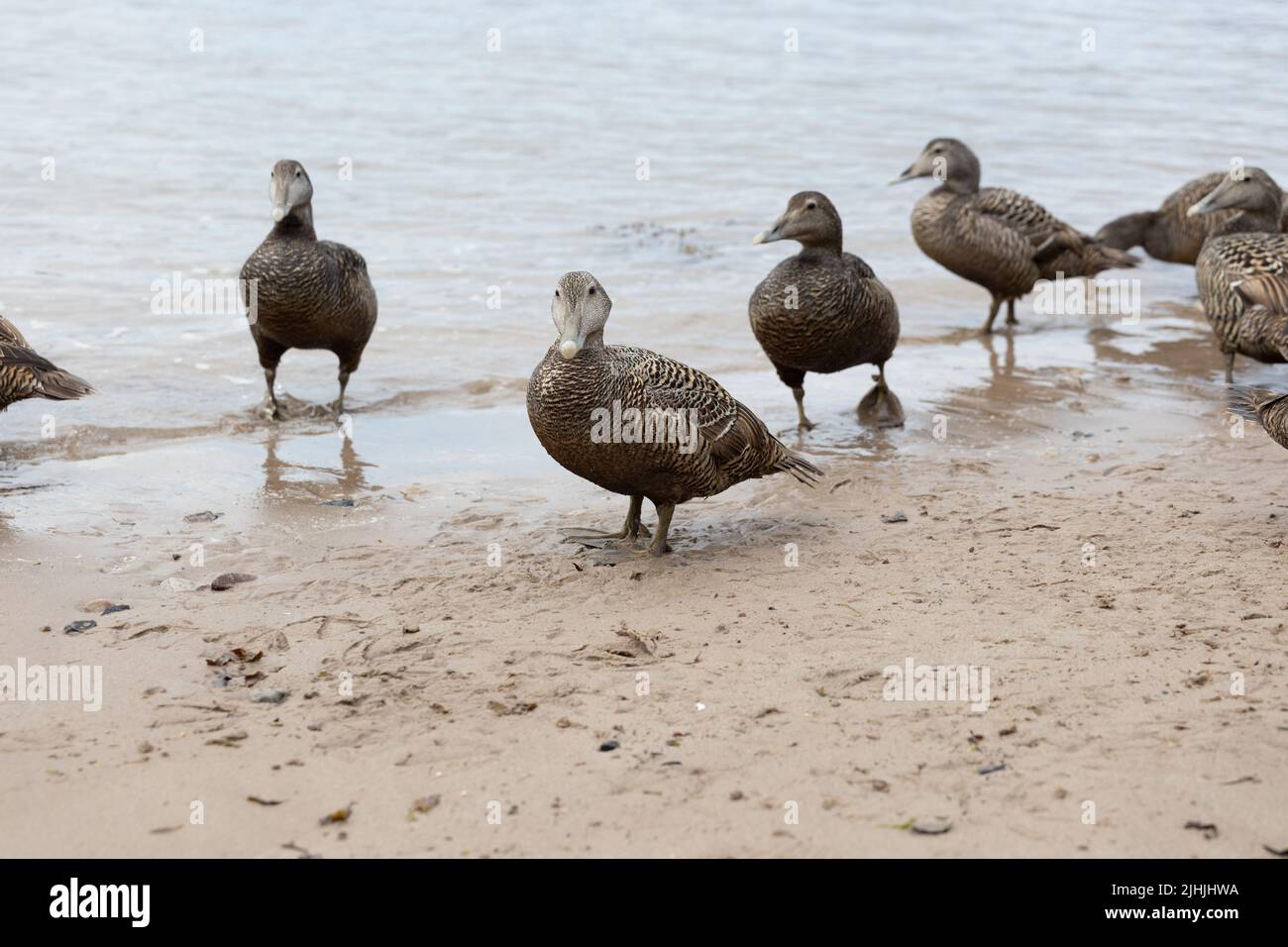 Eider ducks, somateria mollissima, on the beach at Seahouses ...