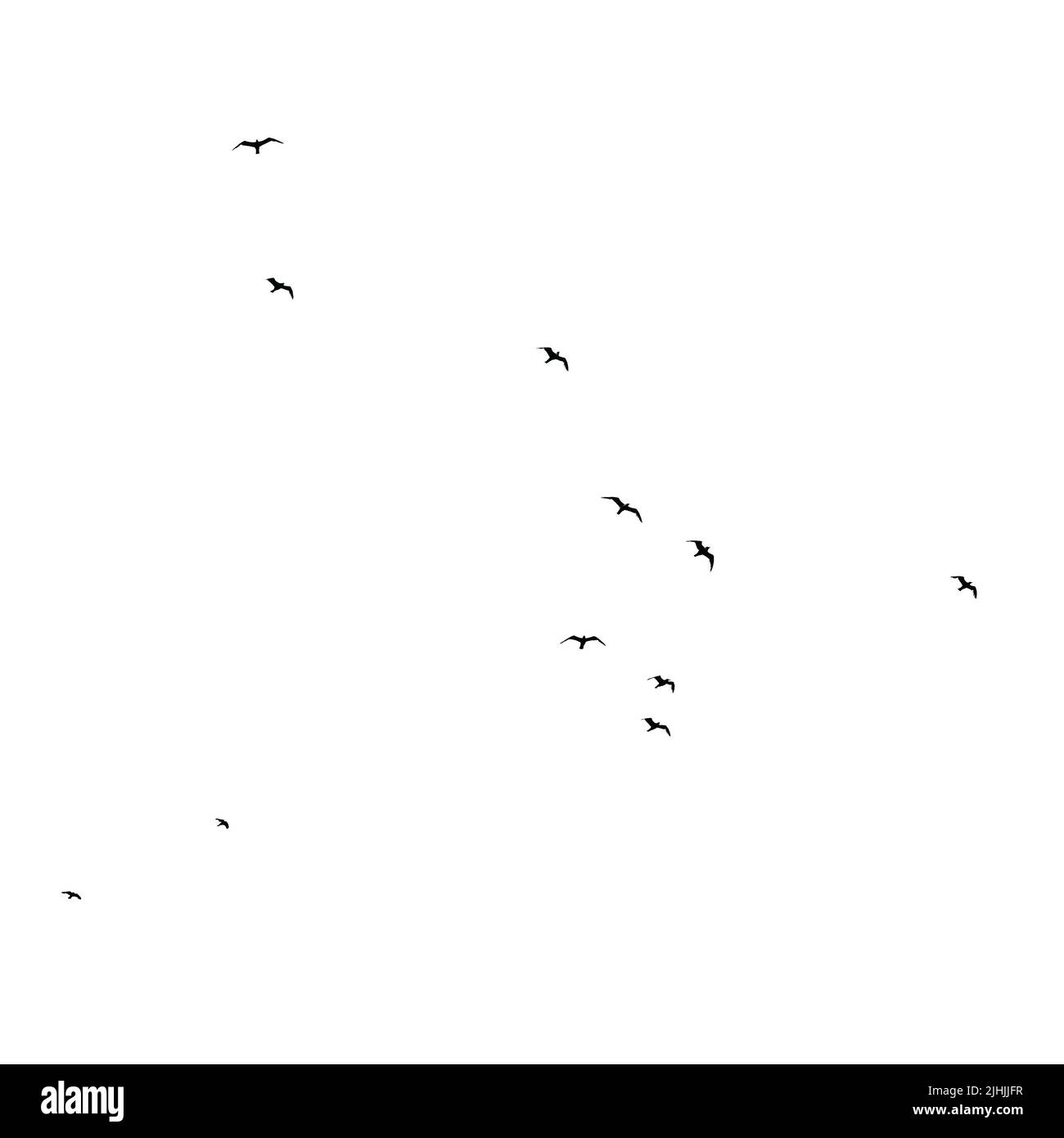 Free bird flying abstract Cut Out Stock Images & Pictures - Alamy