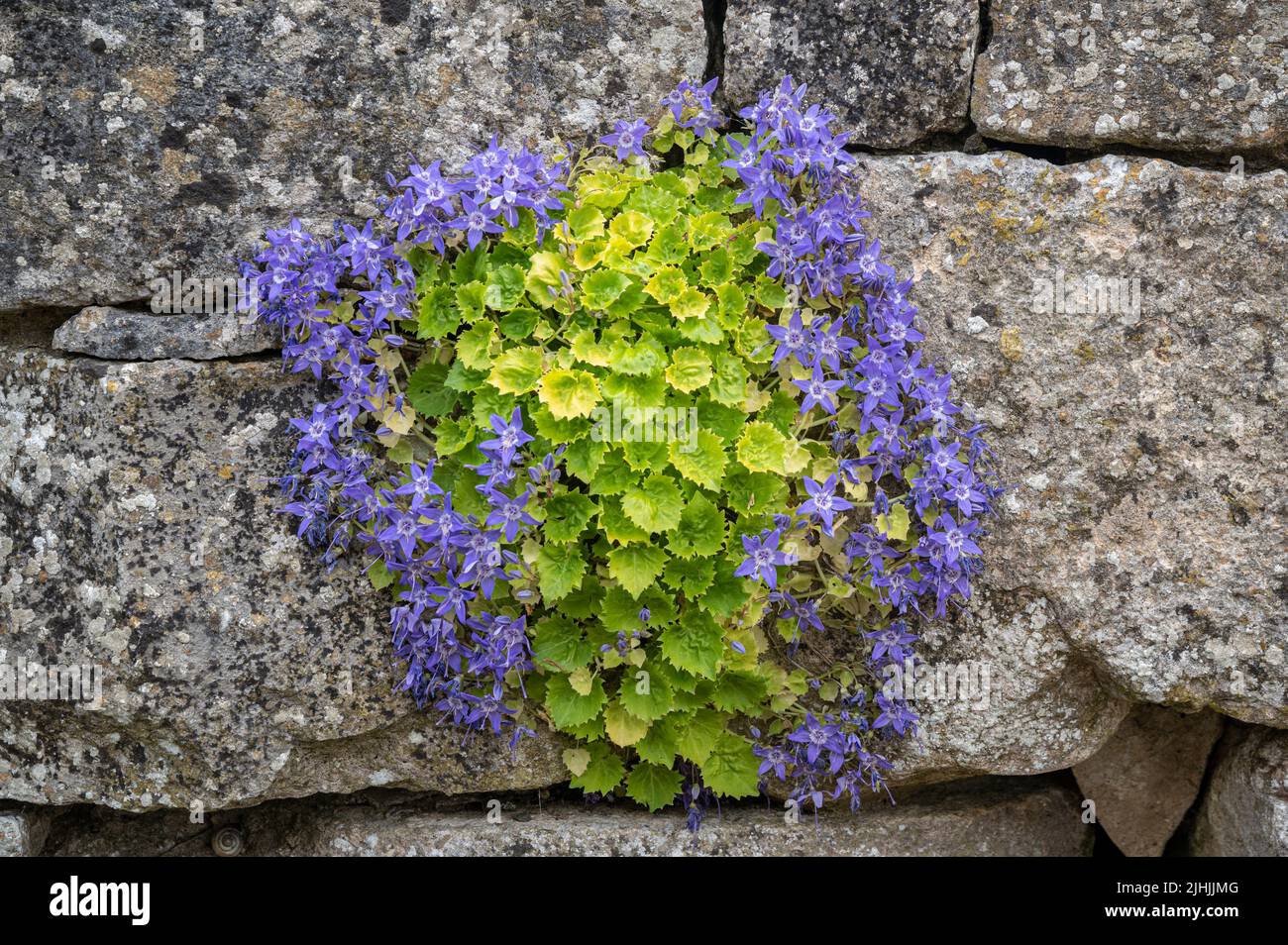 Adriatic Bellflower: Campanula garganica Stock Photo - Alamy
