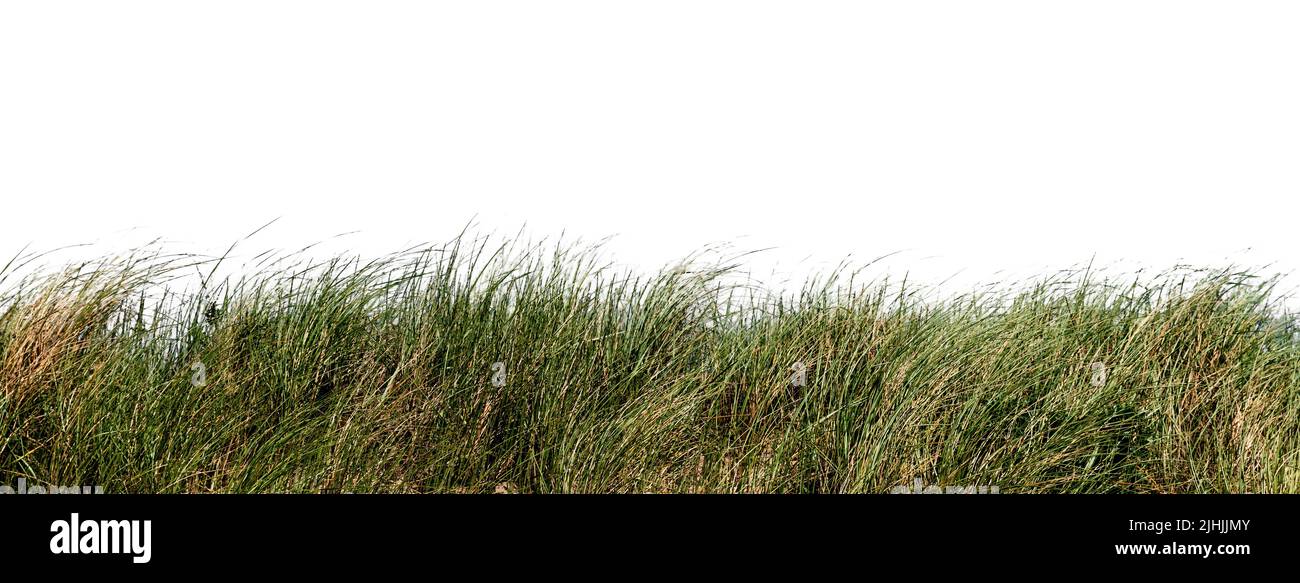 Green grass texture blades hi-res stock photography and images - Alamy