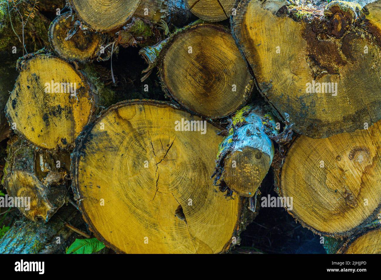 Log stack in the Forest of Dean Stock Photo - Alamy