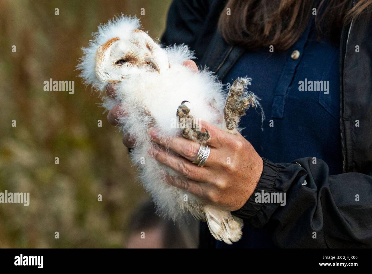 Roisin McDade holds one four barn owlets that was ringed close to the ...