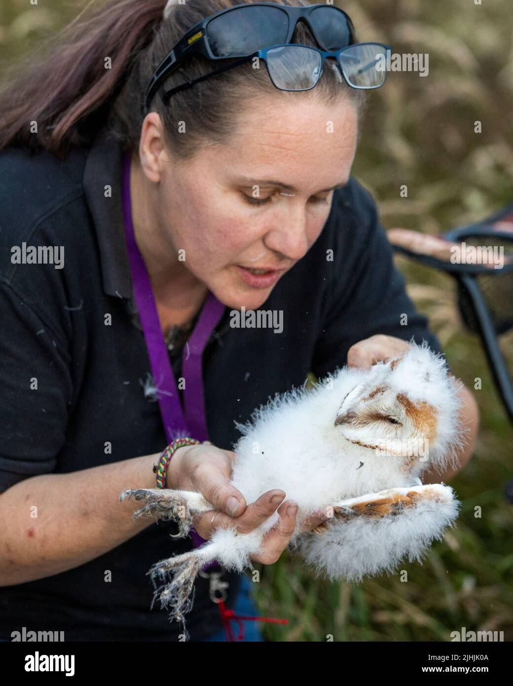 Licensed ringer Debbie Nelson examines a barn owlet before it is ringed ...