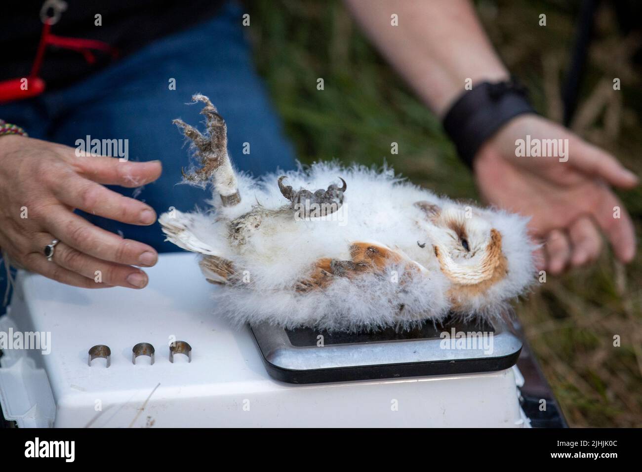 Licensed ringer Debbie Nelson weighs a barn owlet close to the shores ...