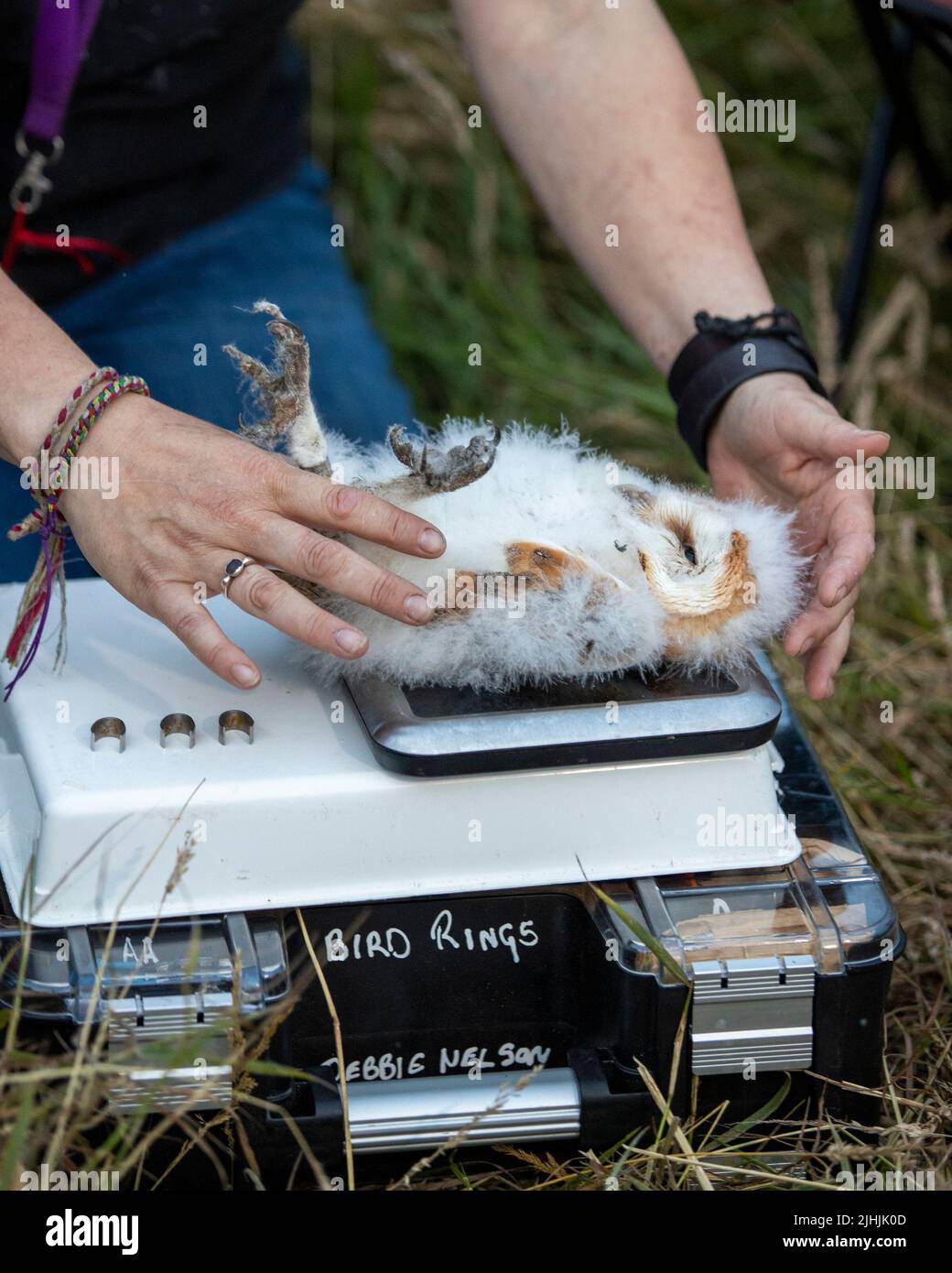 Licensed ringer Debbie Nelson weighs a barn owlet close to the shores ...