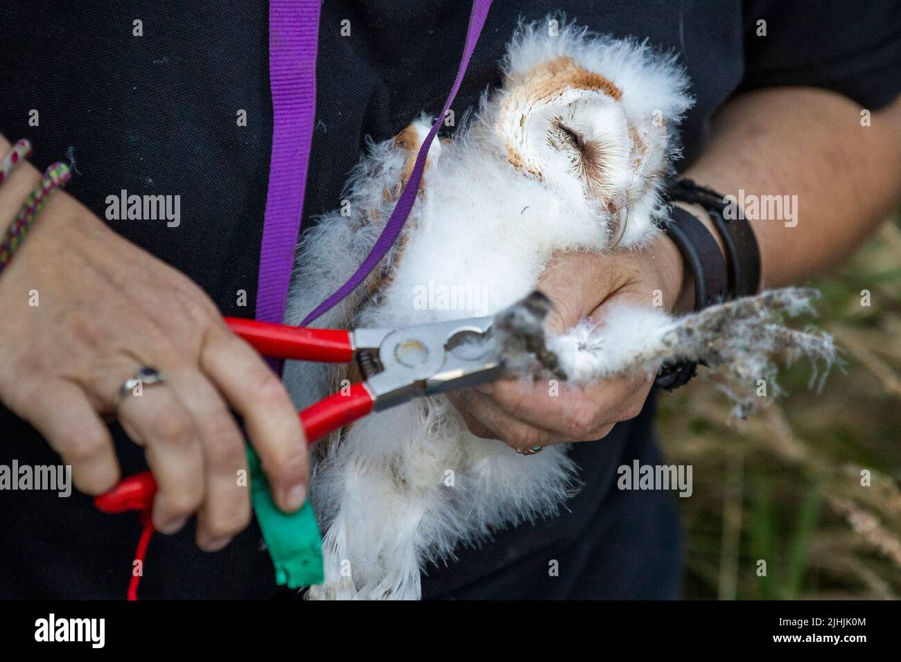Licensed ringer Debbie Nelson rings a barn owlet close to the shores of ...