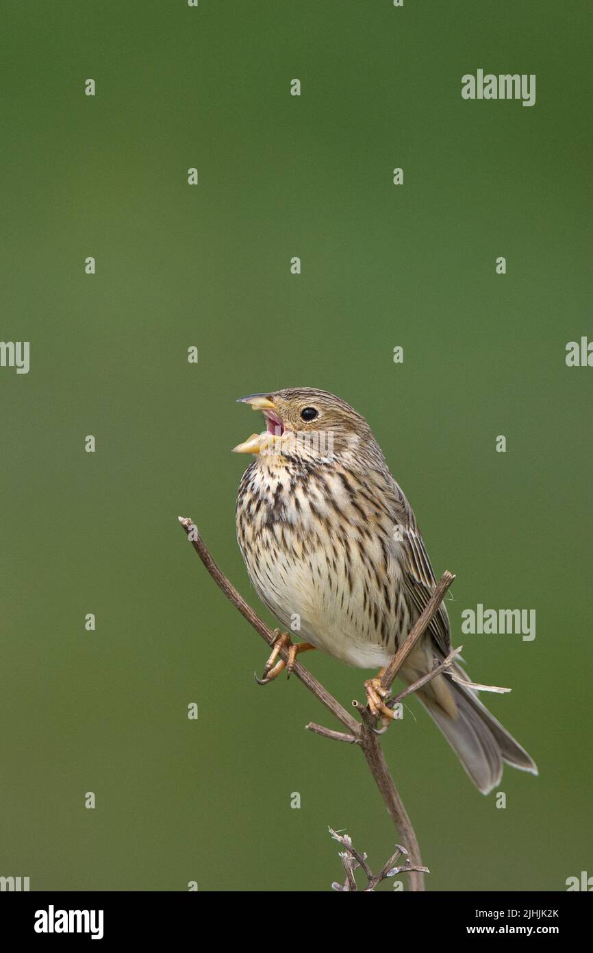 Corn Bunting (Miliaria calandra) singing Wallasea Island Essex UK GB ...